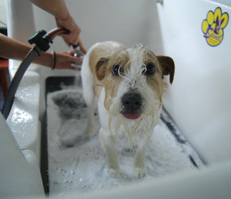 Mini Groom